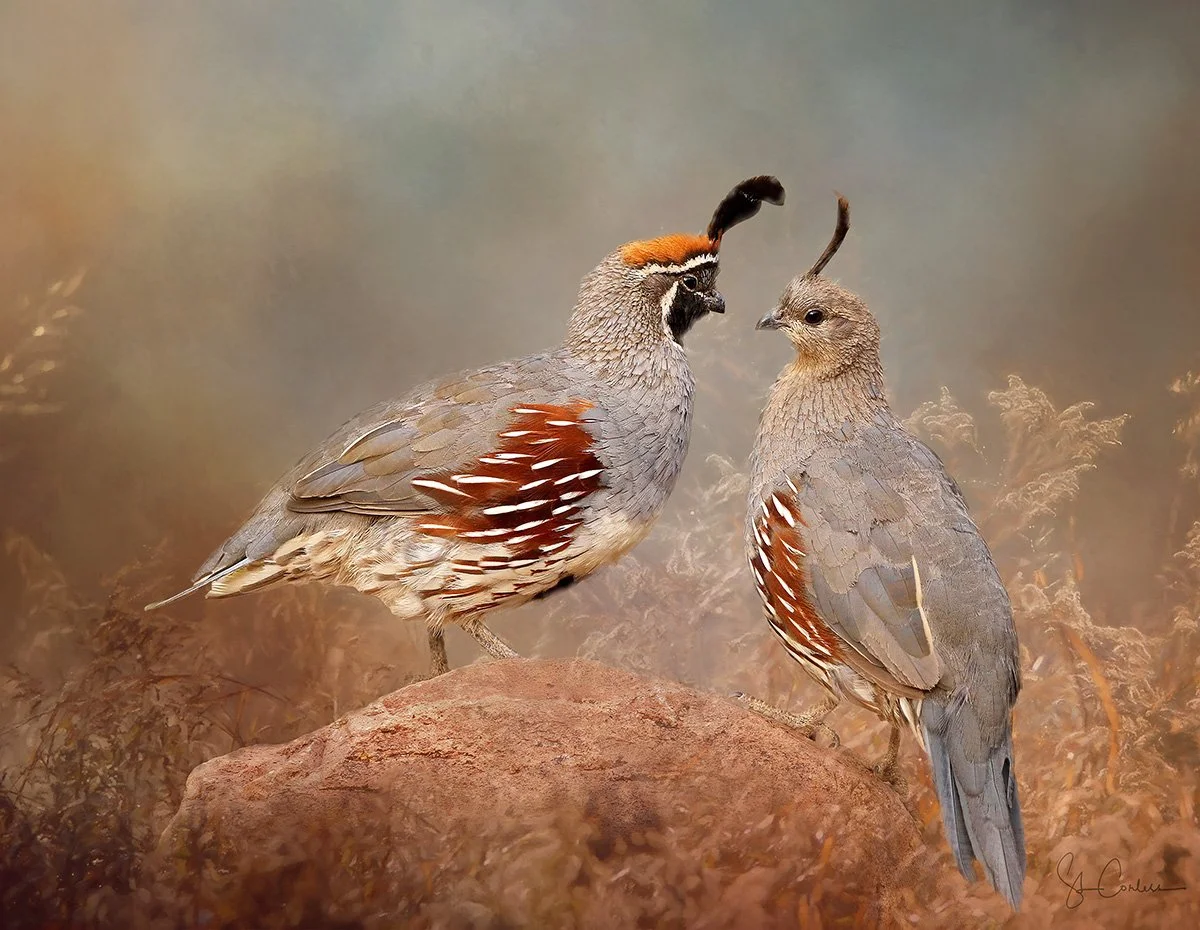 Sandra Corless — North Valley Studio Tour