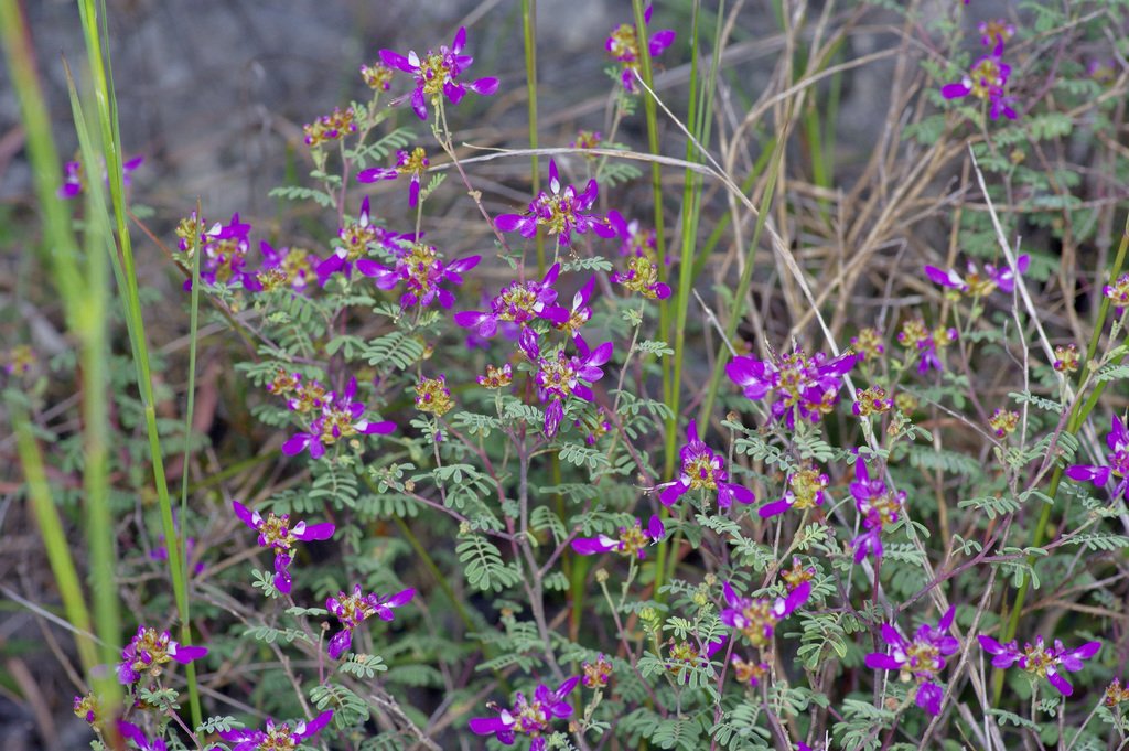 Prairie Clovers and Indigo Bushes, The Genus Dalea — Spadefoot Nursery ...