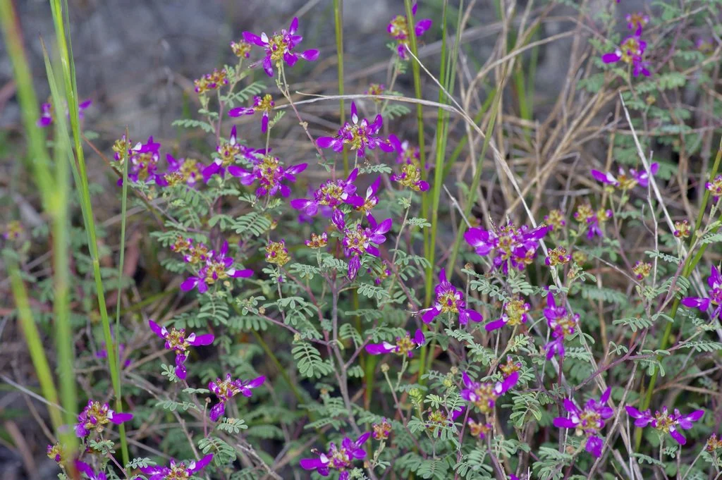 Prairie Clovers and Indigo Bushes, The Genus Dalea — Spadefoot Nursery ...