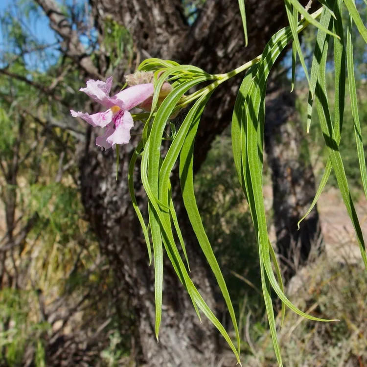 Desert Willow (Chilopsis linearis) — Spadefoot Nursery, Inc.