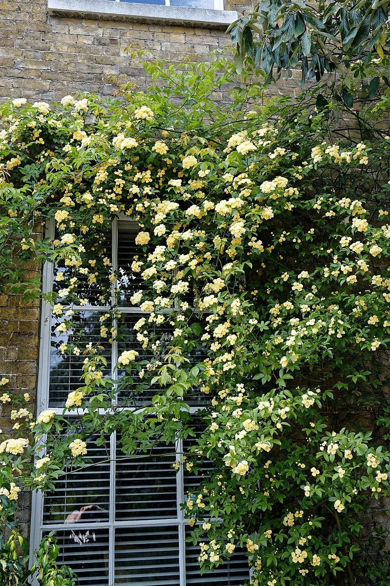 Tombstone Rose (Rosa banksiae) — Spadefoot Nursery, Inc.