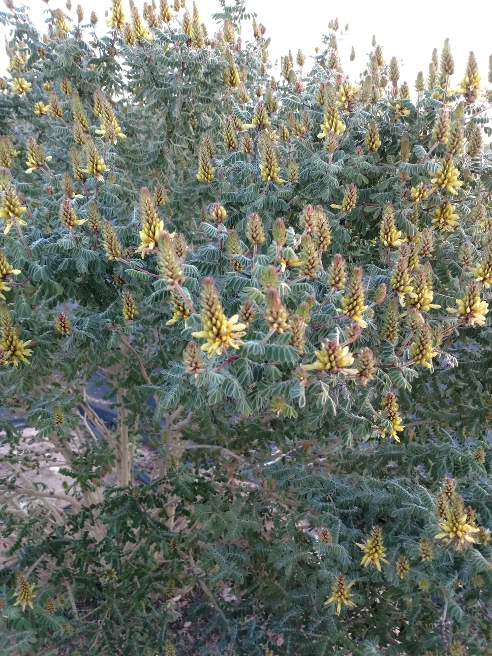 Prairie Clovers and Indigo Bushes, The Genus Dalea — Spadefoot Nursery ...