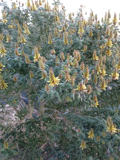 Prairie Clovers and Indigo Bushes, The Genus Dalea — Spadefoot Nursery ...