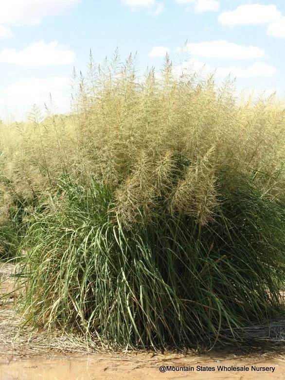 Giant Sacaton (Sporobolus wrightii) — Spadefoot Nursery, Inc.