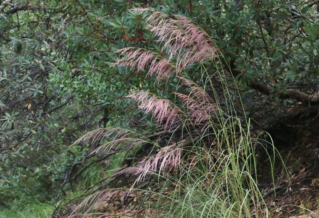 Bull Grass (Muhlenbergia emersleyi) — Spadefoot Nursery, Inc.