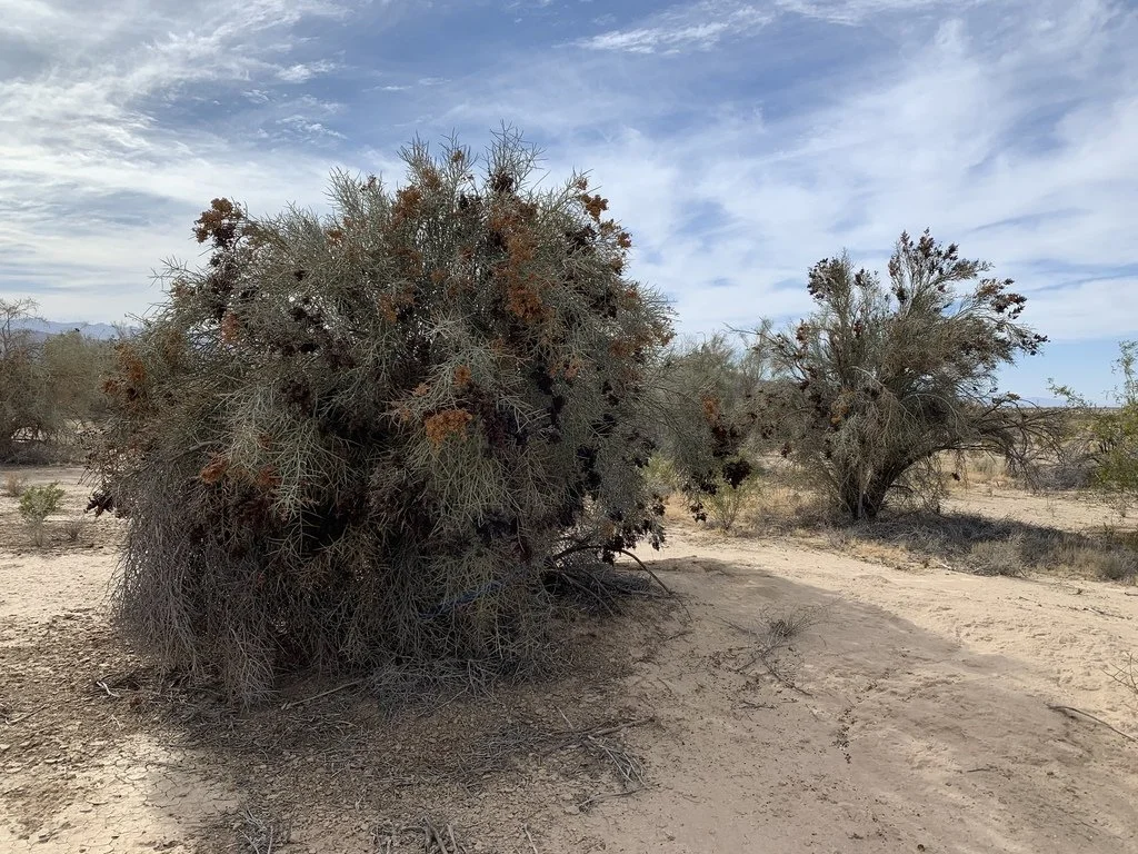 Emory's Crucifixion-Thorn (Castela emoryi) — Spadefoot Nursery, Inc.