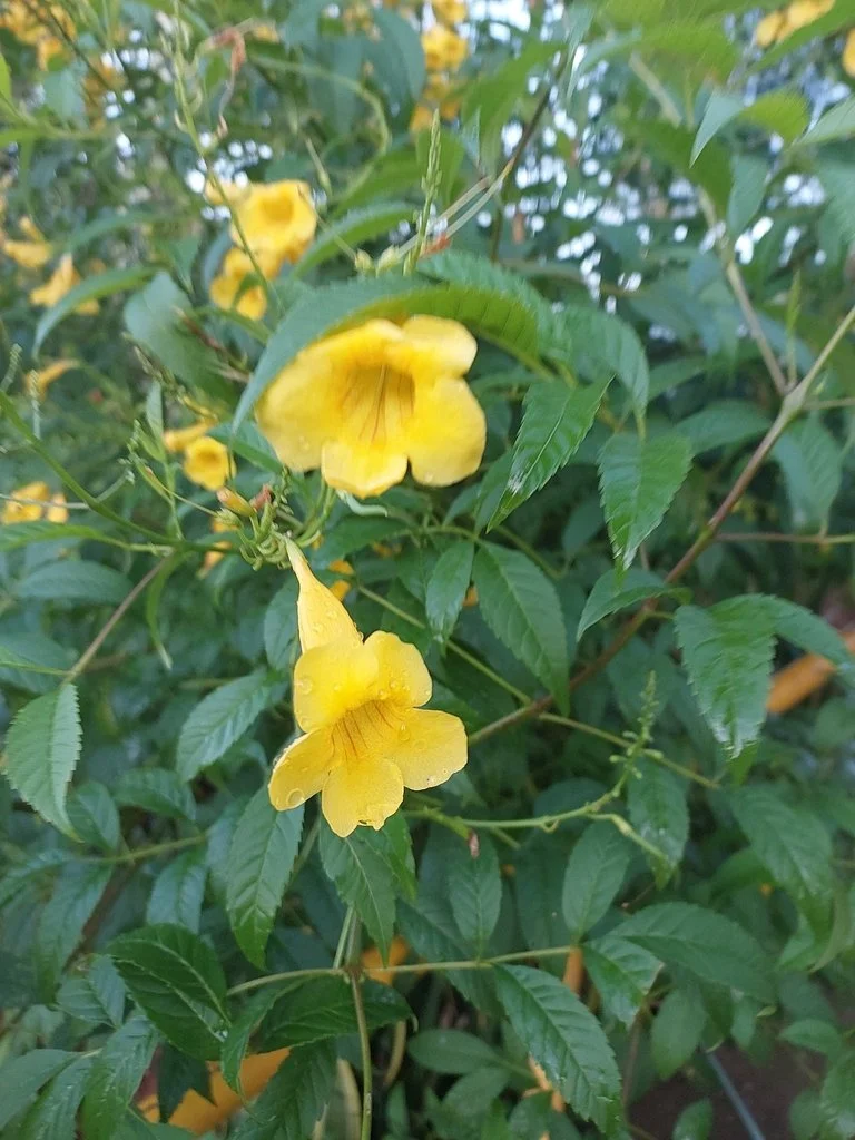 The Genus Tecoma, Esperanza — Spadefoot Nursery, Inc.