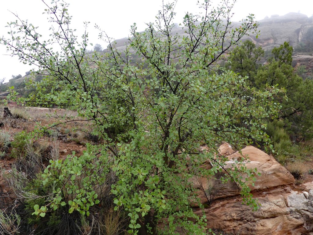 Single Leaf Ash (Fraxinus anomala) — Spadefoot Nursery, Inc.