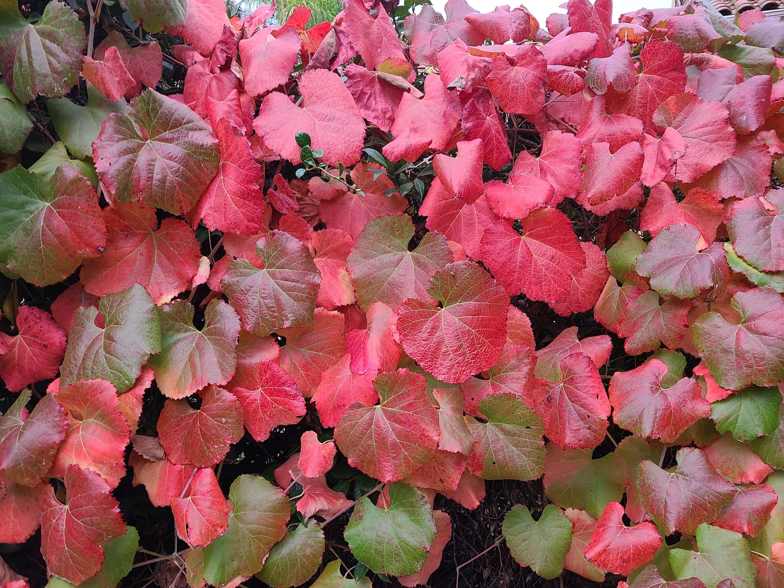 Vines — Spadefoot Nursery, Inc.