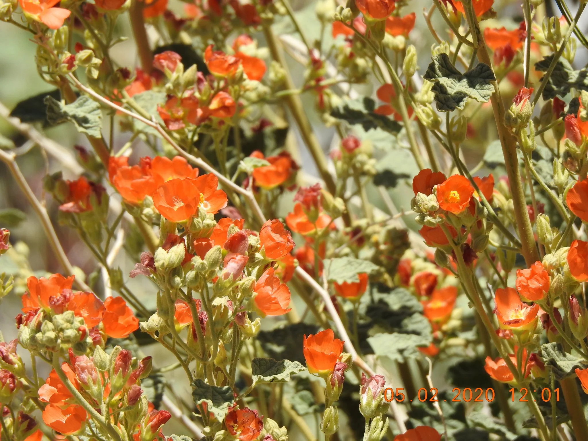 The Globemallows (Sphaeralcea spp) — Spadefoot Nursery, Inc.
