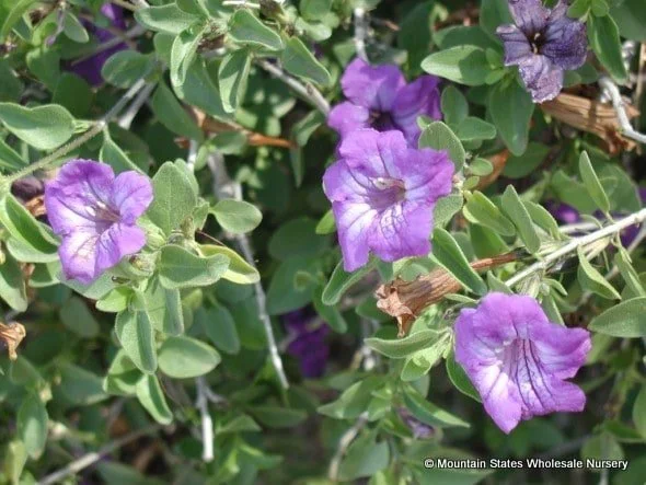 Shrubs Q-R — Spadefoot Nursery, Inc.