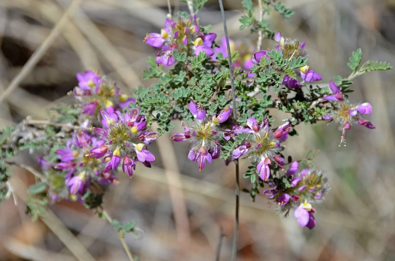 Prairie Clovers and Indigo Bushes, The Genus Dalea — Spadefoot Nursery ...