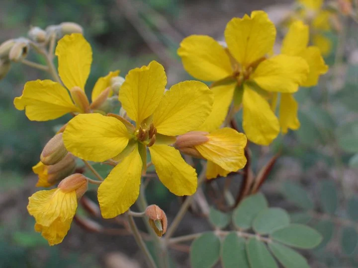 The Genus Senna — Spadefoot Nursery, Inc.