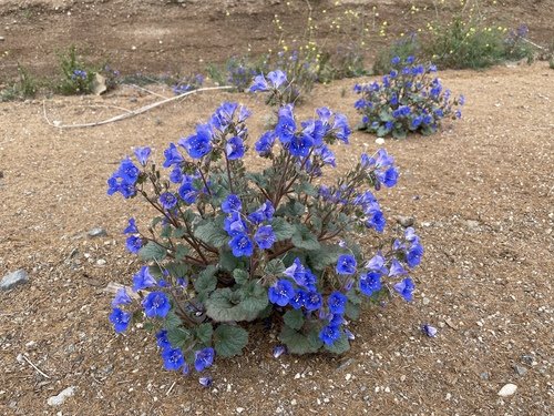 Desert Blue Bells (Phacelia campanularia) — Spadefoot Nursery, Inc.
