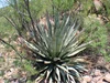 Palmer's Agave (Agave palmeri) — Spadefoot Nursery, Inc.
