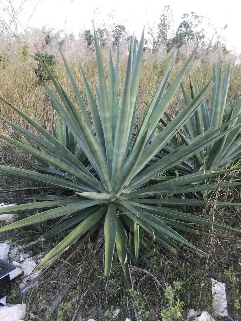 Sisal Plant In India