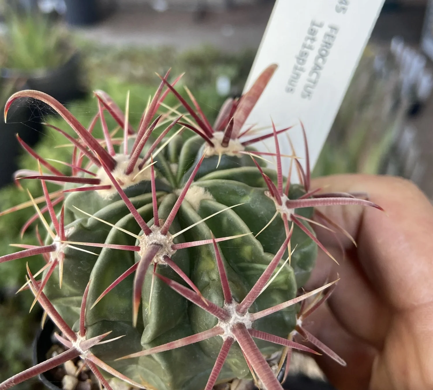 Ferocactus latispinus — Spadefoot Nursery, Inc.