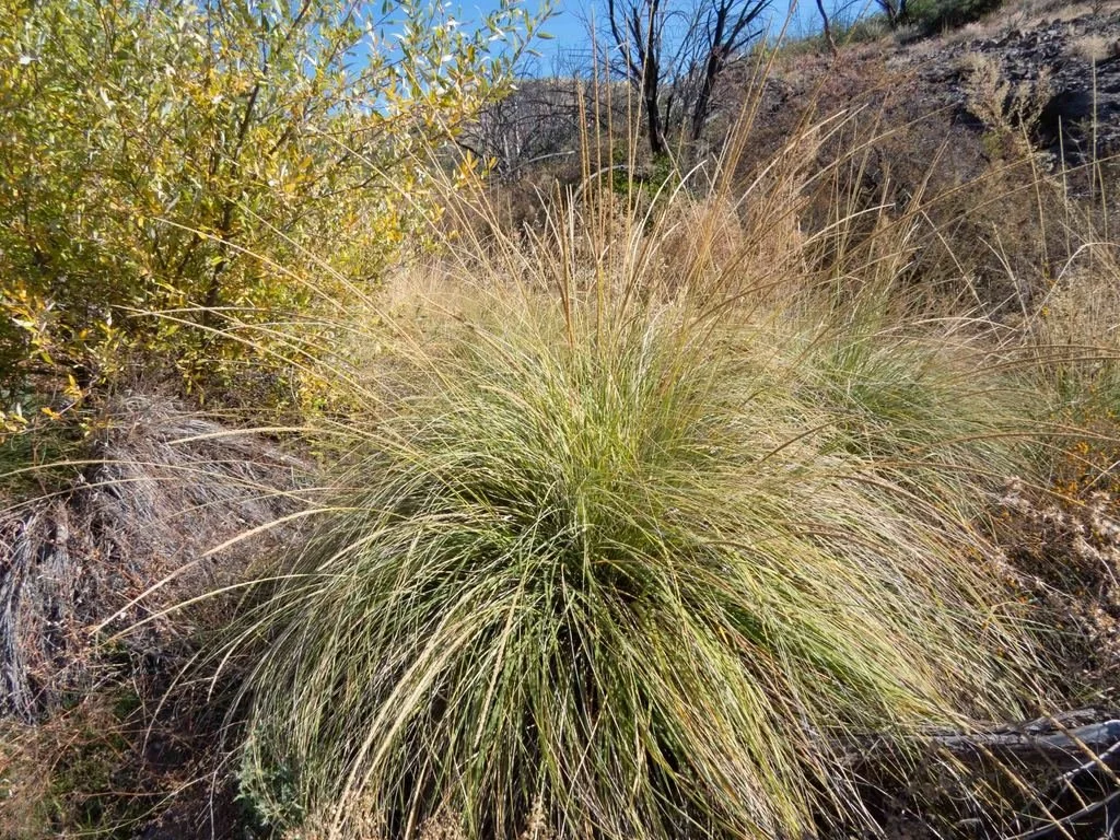 Deer Grass (Muhlenbergia rigens) — Spadefoot Nursery, Inc.