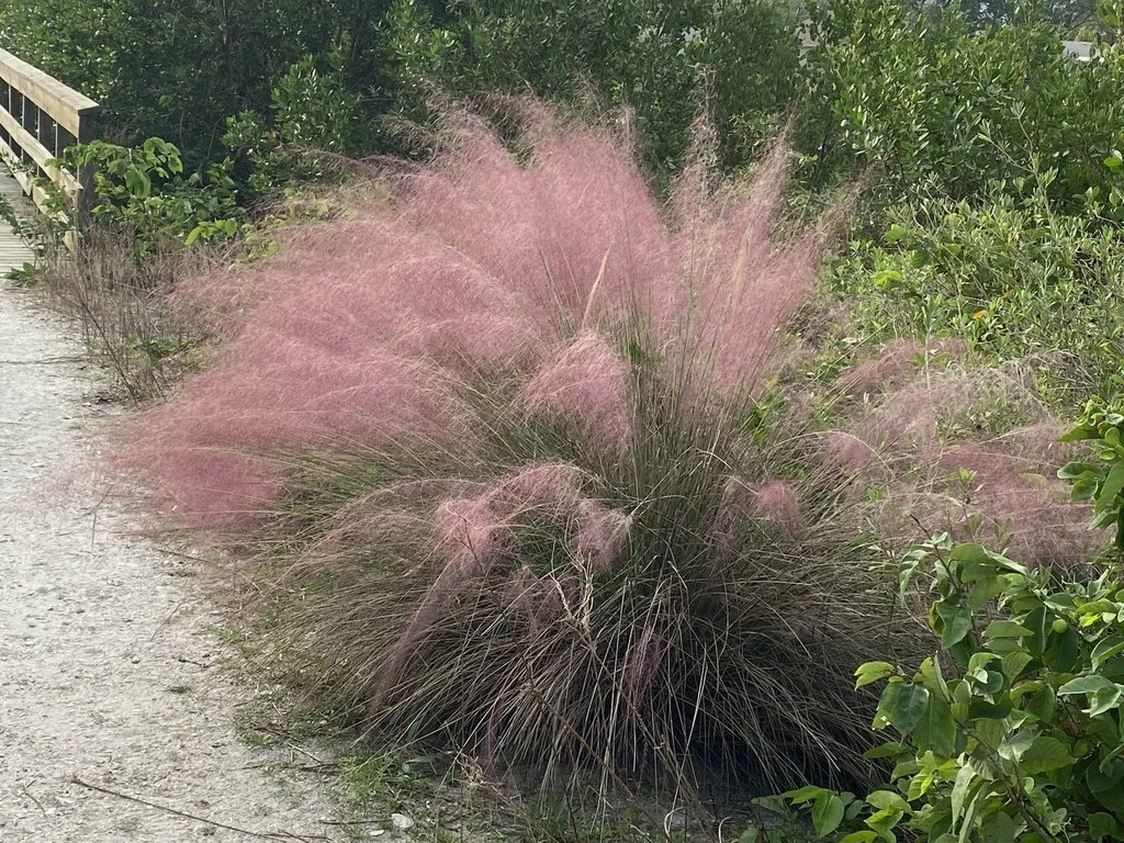 Hairawn Muhly (Muhlenbergia capillaris) — Spadefoot Nursery, Inc.