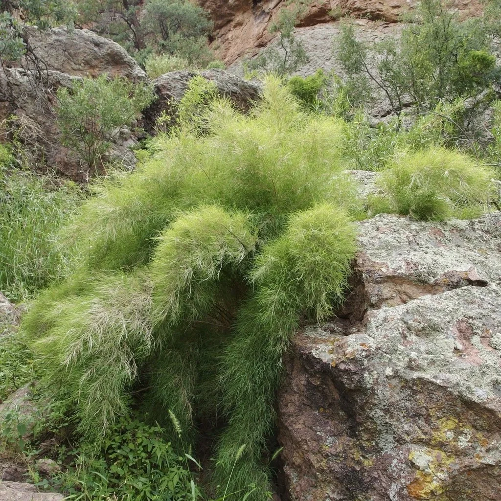 Bamboo Muhly (Muhlenbergia dumosa) — Spadefoot Nursery, Inc.