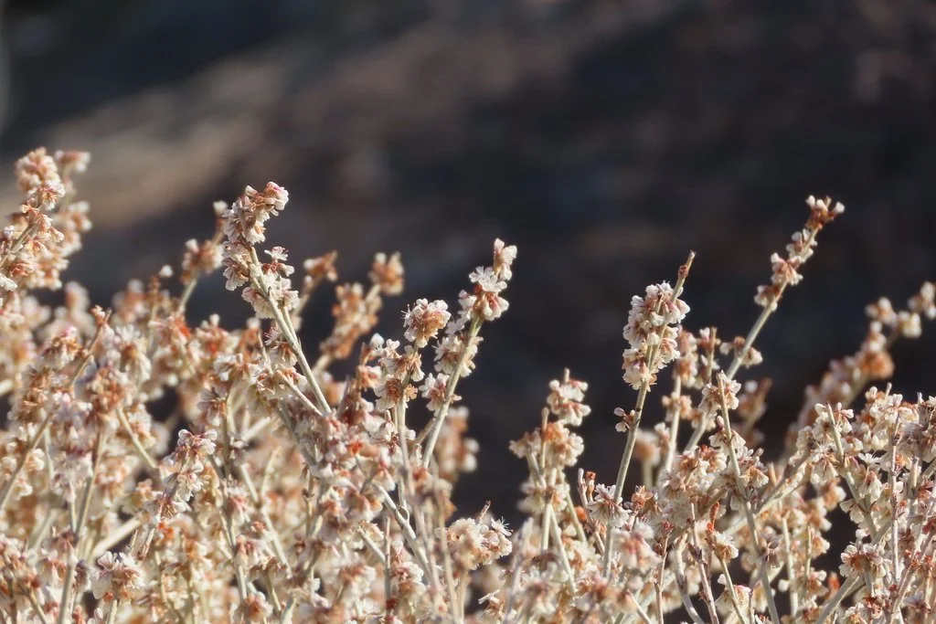 Wright's Buckwheat (Eriogonum wrightii) — Spadefoot Nursery, Inc.