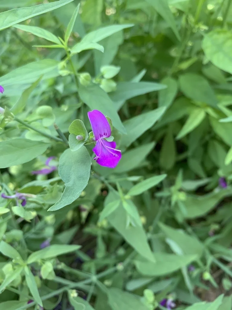 Arizona Foldwing (Dicliptera resupinata) — Spadefoot Nursery, Inc.