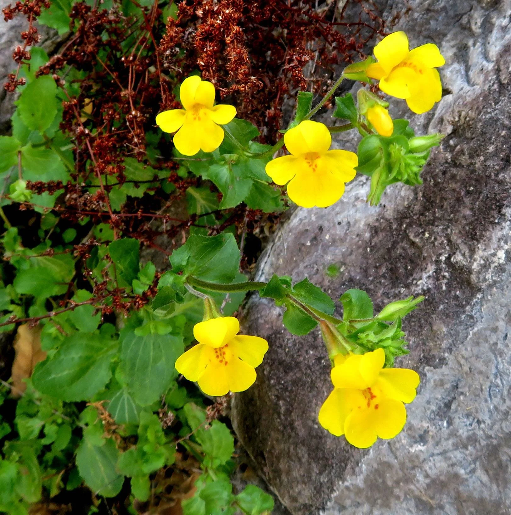 Seep Monkeyflower (Erythranthe guttata) — Spadefoot Nursery, Inc.
