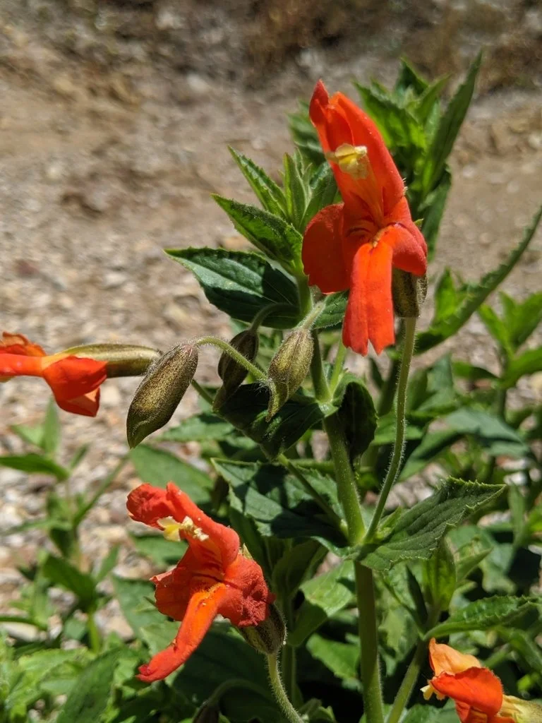 Scarlet Monkeyflower (Erythranthe cardinalis) — Spadefoot Nursery, Inc.
