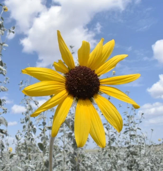 Silverleaf Sunflower (Helianthus argophyllus) — Spadefoot Nursery, Inc.