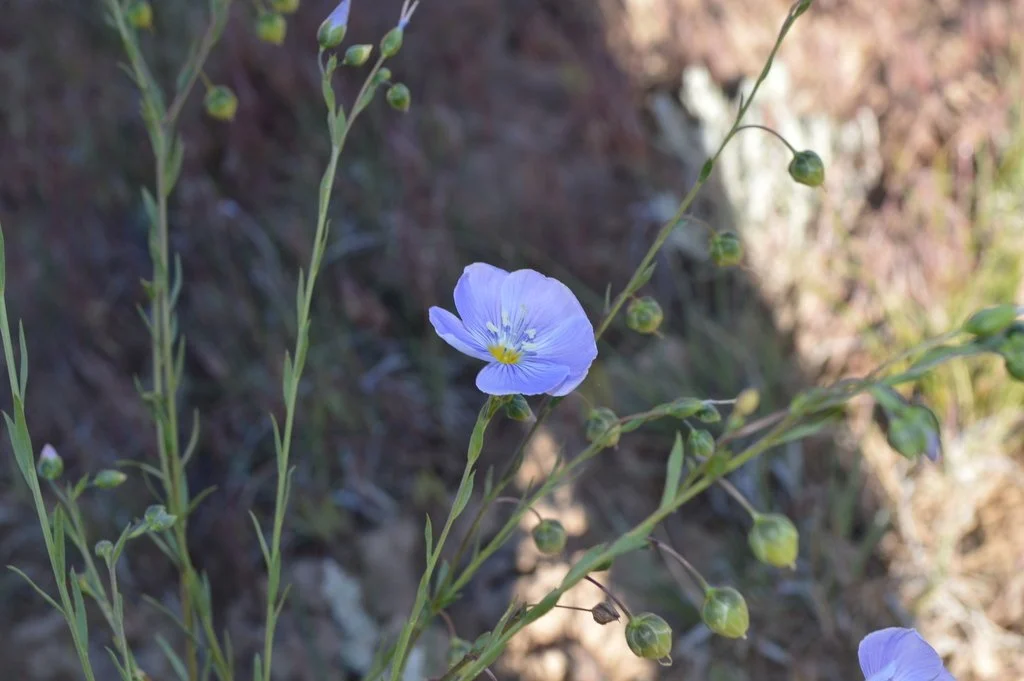 Lewis Flax (Linum lewisii) — Spadefoot Nursery, Inc.