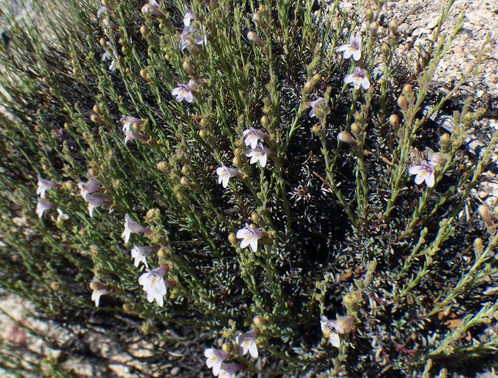 Catalina Beardtongue (Penstemon discolor) — Spadefoot Nursery, Inc.