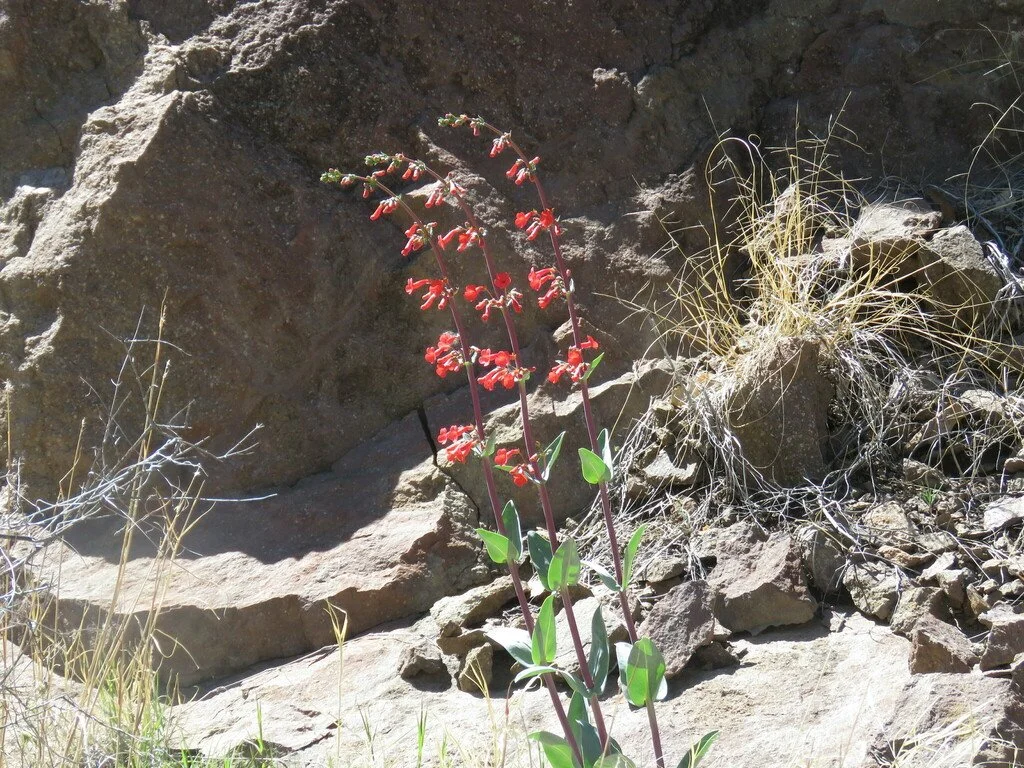 Desert Penstemon (Penstemon pseudospectabilis) — Spadefoot Nursery, Inc.