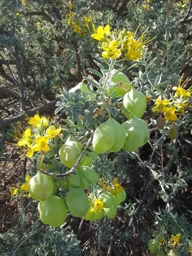 Bladderpod (Cleomella arborea) — Spadefoot Nursery, Inc.
