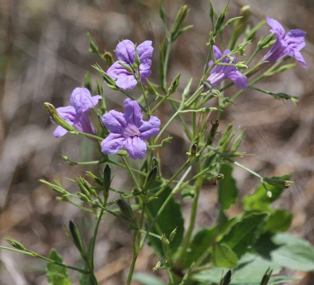 Wild Petunia (Ruellia nudiflora) — Spadefoot Nursery, Inc.