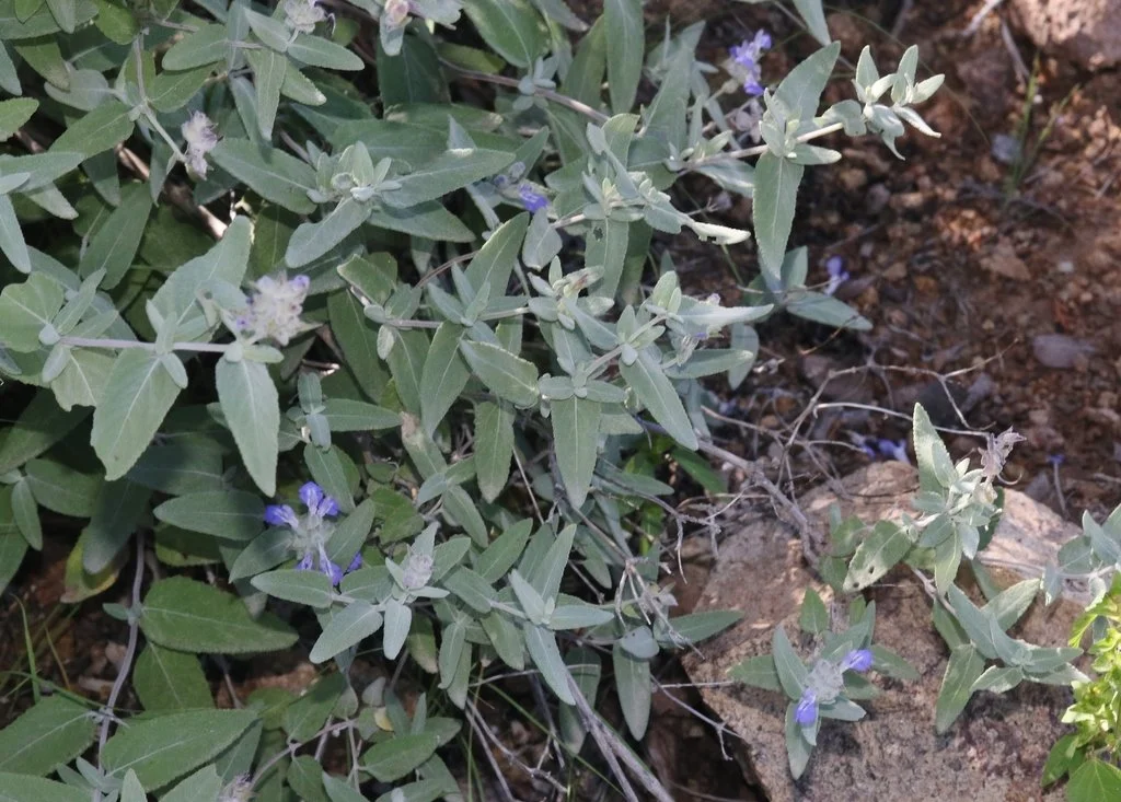 Parry's Sage (Salvia parryi) — Spadefoot Nursery, Inc.