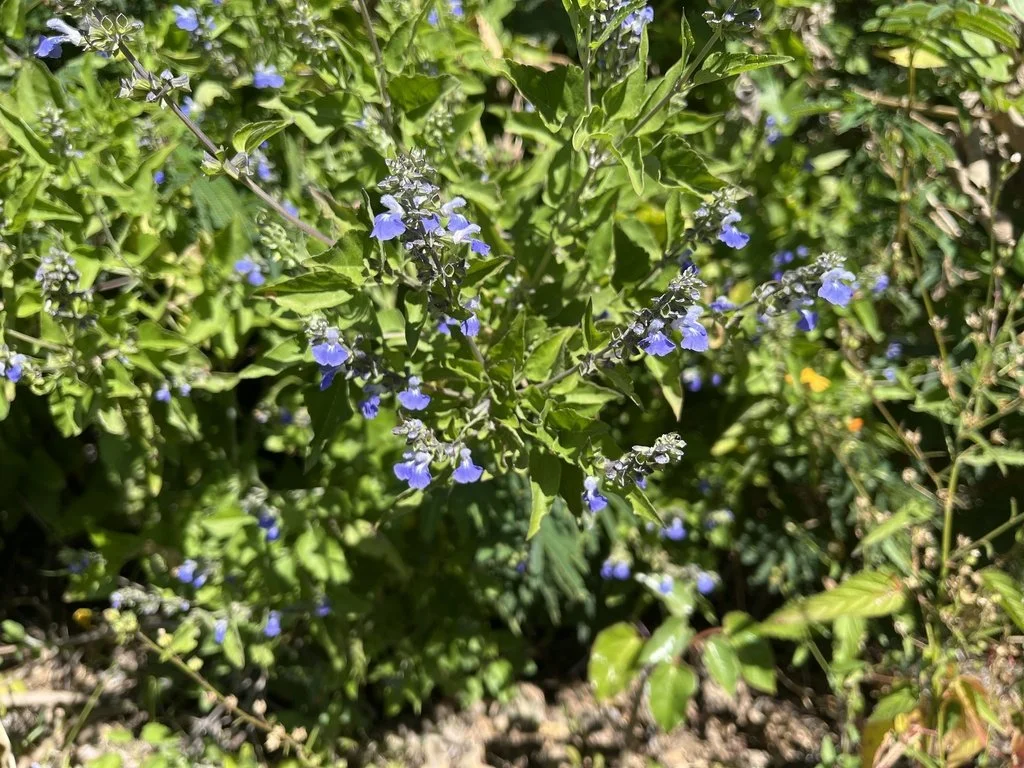 Baja Cape Sage (Salvia similis) — Spadefoot Nursery, Inc.