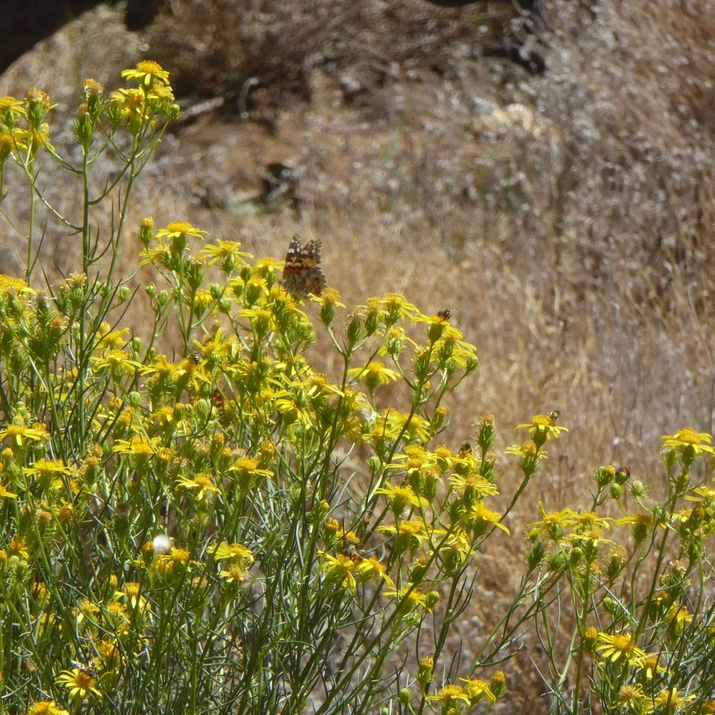 Threadleaf Groundsel (Senecio flaccidus) — Spadefoot Nursery, Inc.
