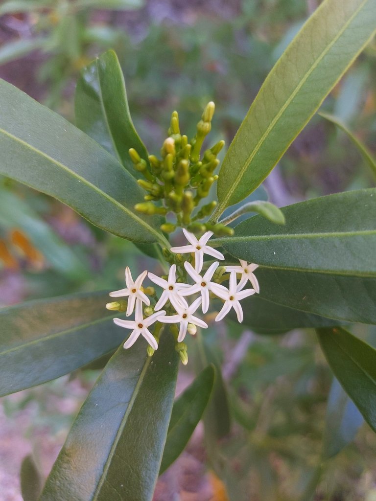 The Genus Vallesia, Pearlberry — Spadefoot Nursery, Inc.