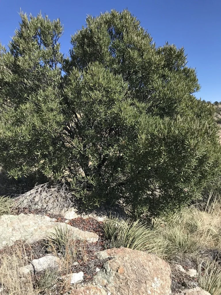 Arizona Rosewood (Vauquelinia californica) — Spadefoot Nursery, Inc.