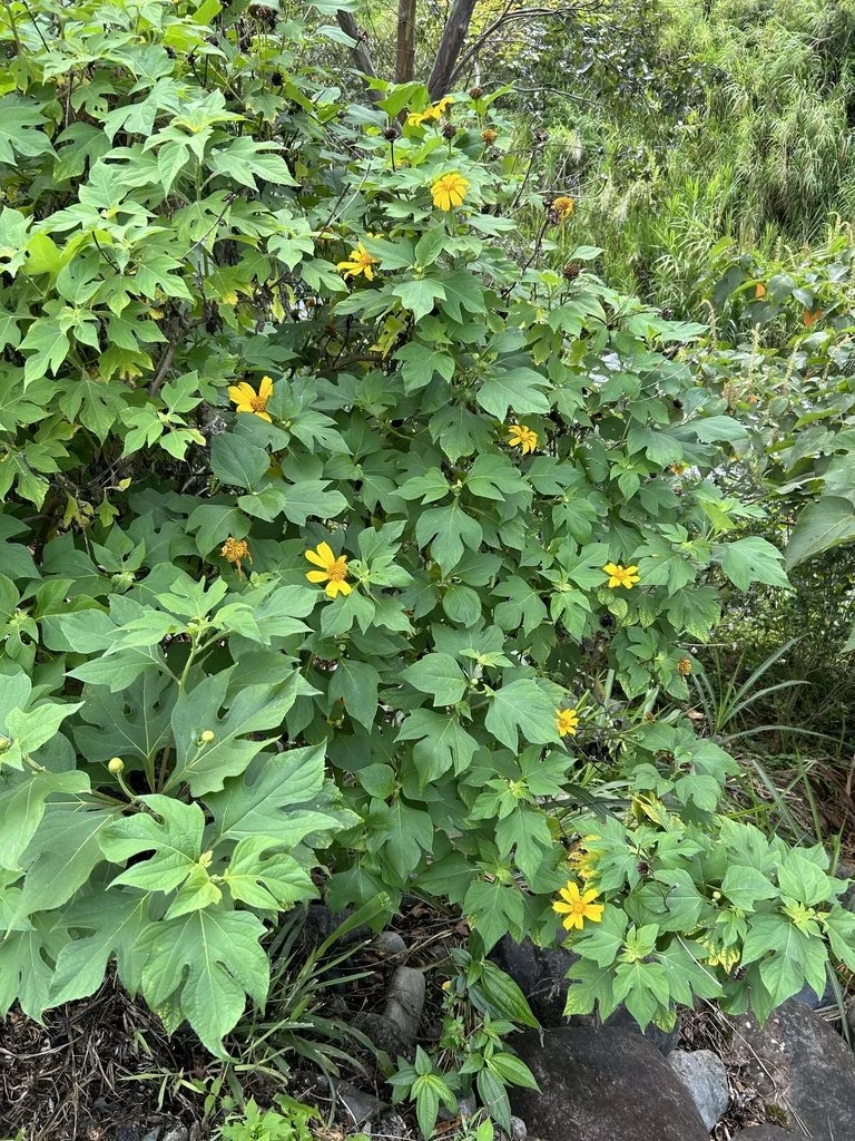 Lobed Mexican Sunflower Tree (Tithonia diversifolia) — Spadefoot ...