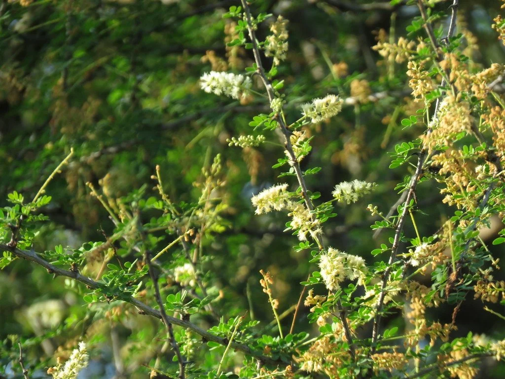 Wright Acacia (Senegalia wrightii) — Spadefoot Nursery, Inc.