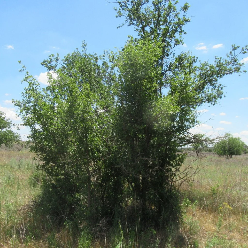 Gum Bumelia (Sideroxylon lanuginosum) — Spadefoot Nursery, Inc.