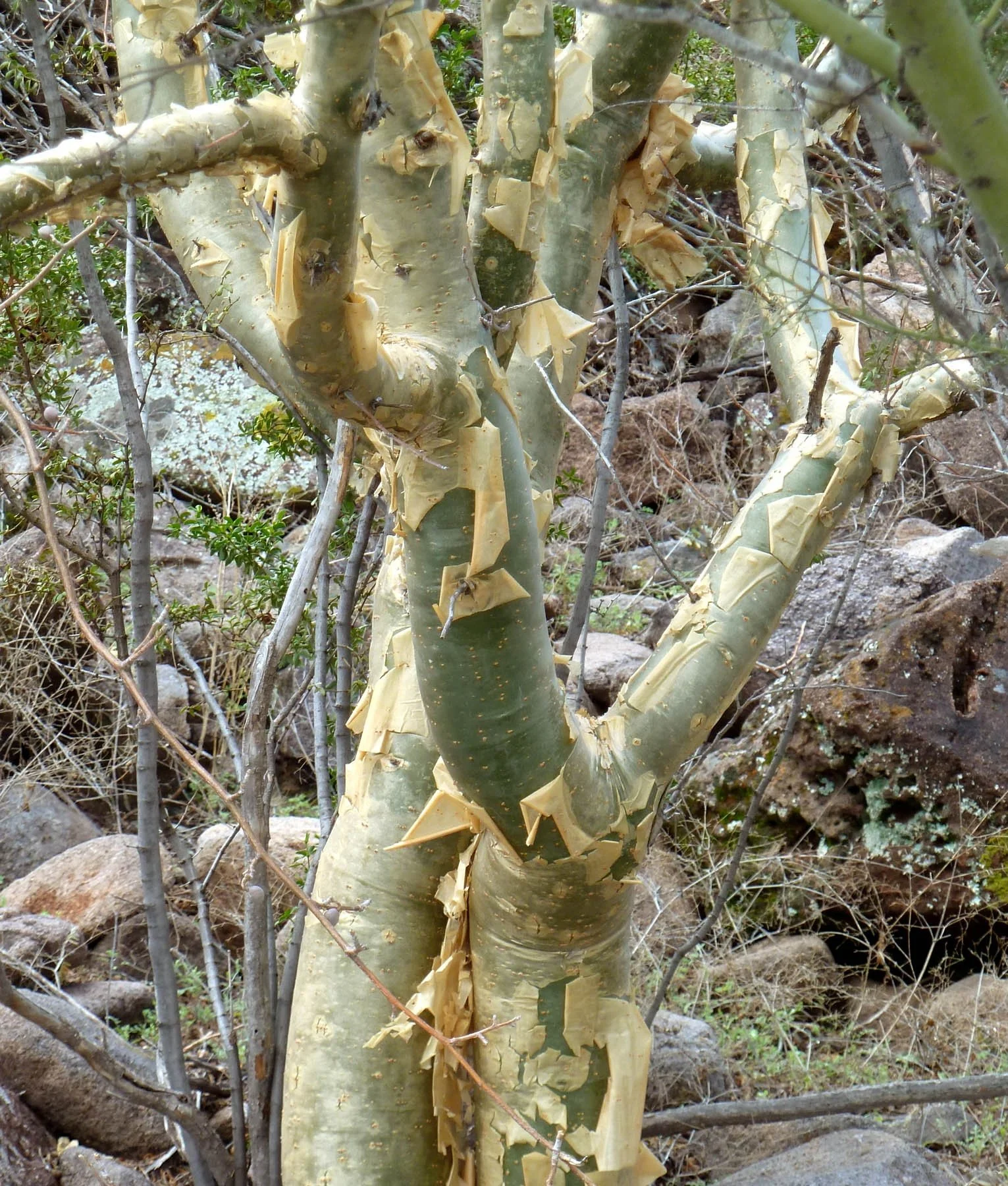 Mexican Frankincense (Bursera fagaroides) — Spadefoot Nursery, Inc.