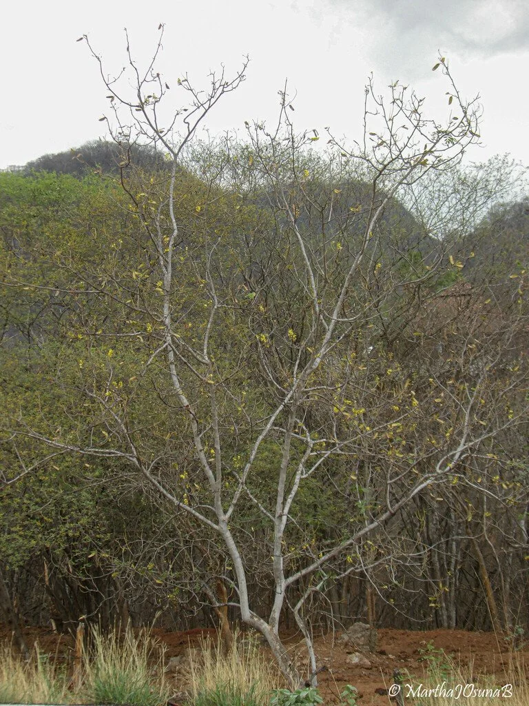 Palo Piojo (Erythrostemon palmeri) — Spadefoot Nursery, Inc.