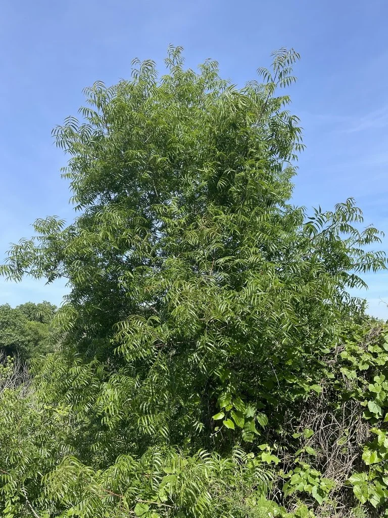 Arizona Black Walnut (Juglans major) — Spadefoot Nursery, Inc.