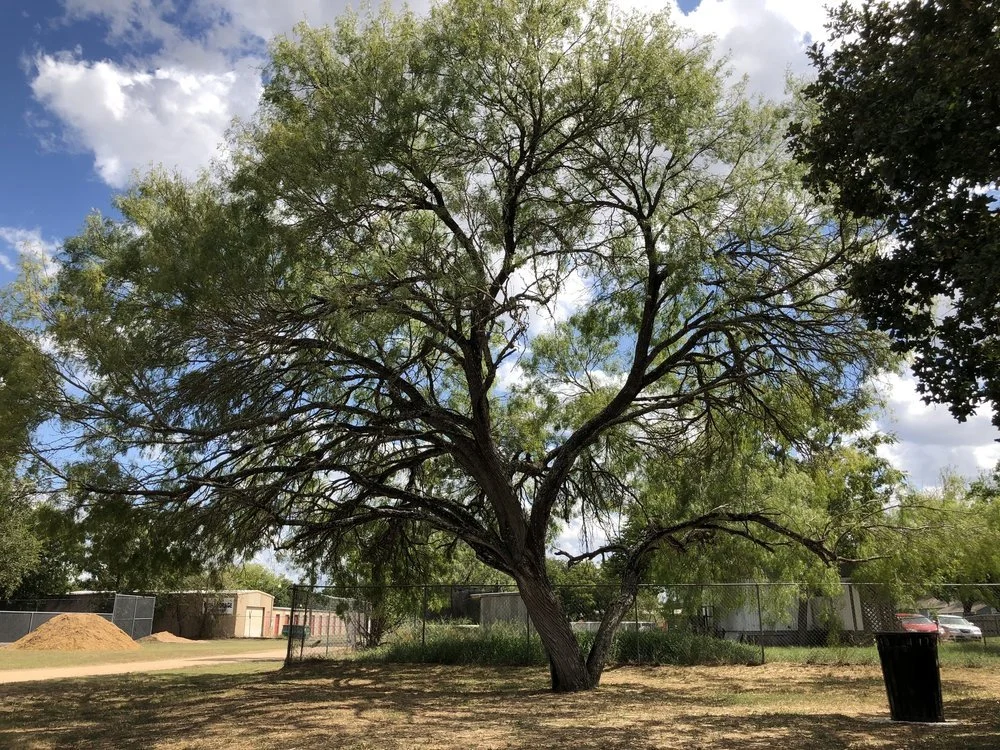 Eastern Honey Mesquite (Neltuma glandulosa) — Spadefoot Nursery, Inc.