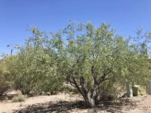 Velvet Mesquite (Neltuma velutina) — Spadefoot Nursery, Inc.