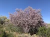 Desert Ironwood (Olneya tesota) — Spadefoot Nursery, Inc.