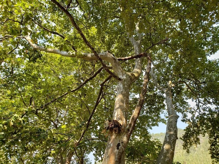 Mexican Sycamore (Platanus mexicana) — Spadefoot Nursery, Inc.
