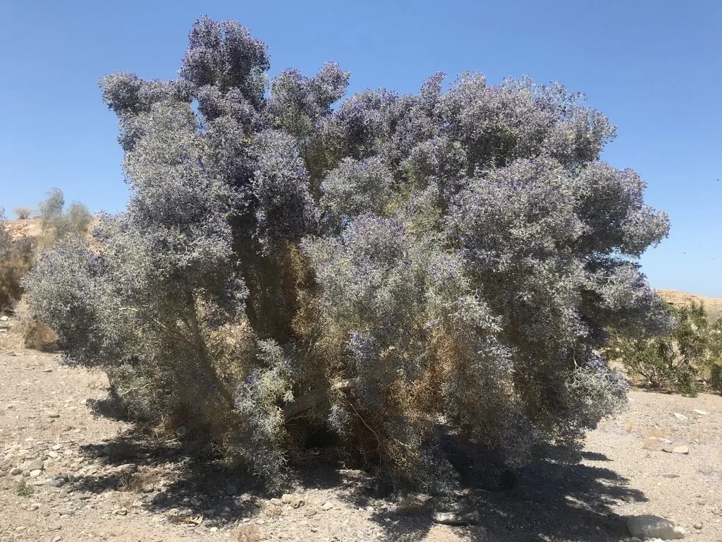 Desert Smoketree (Psorothamnus spinosus) — Spadefoot Nursery, Inc.